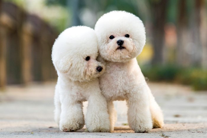 Everything you need to know about the Toy Poodle, the ideal family pet